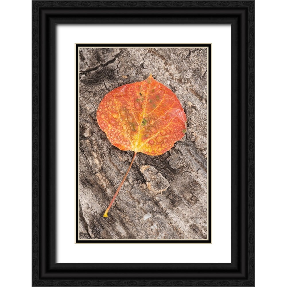 Jaynes Gallery 17x24 Black Ornate Wood Framed with Double Matting ...