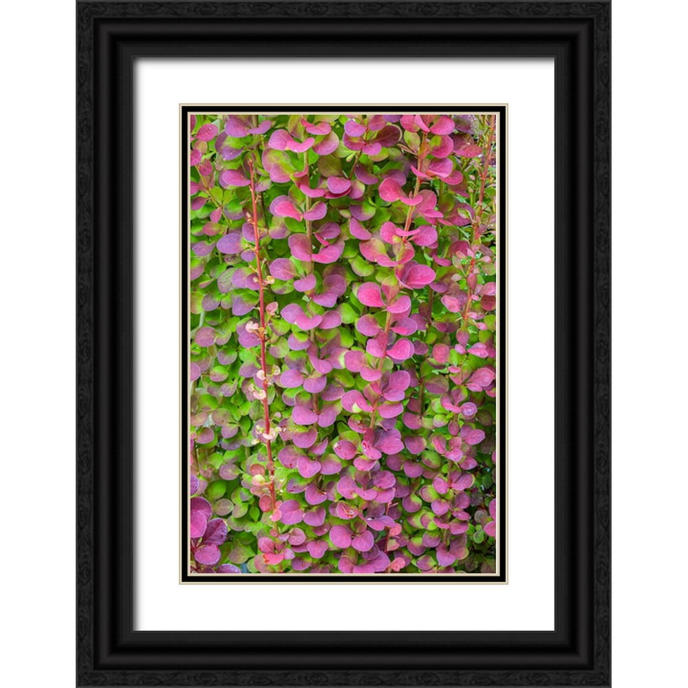 Jaynes Gallery 17x24 Black Ornate Wood Framed with Double Matting Museum Art Print Titled - USA ...