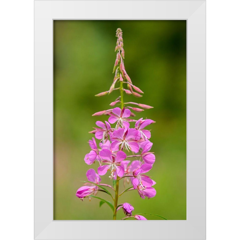 Jaynes Gallery 17x24 White Modern Wood Framed Museum Art Print Titled ...