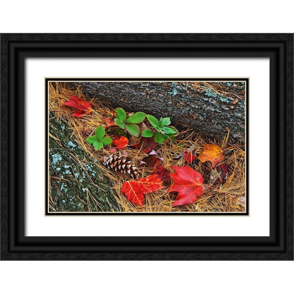 Jaynes Gallery 18x13 Black Ornate Wood Framed with Double Matting ...