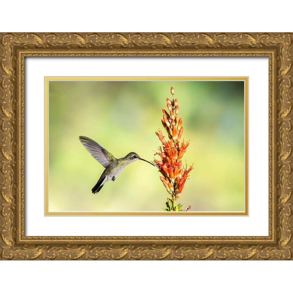 Jaynes Gallery 18x13 Gold Ornate Wood Framed with Double Matting Museum ...