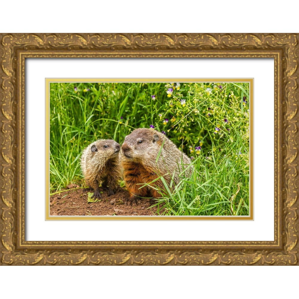 Jaynes Gallery 18x13 Gold Ornate Wood Framed with Double Matting Museum ...