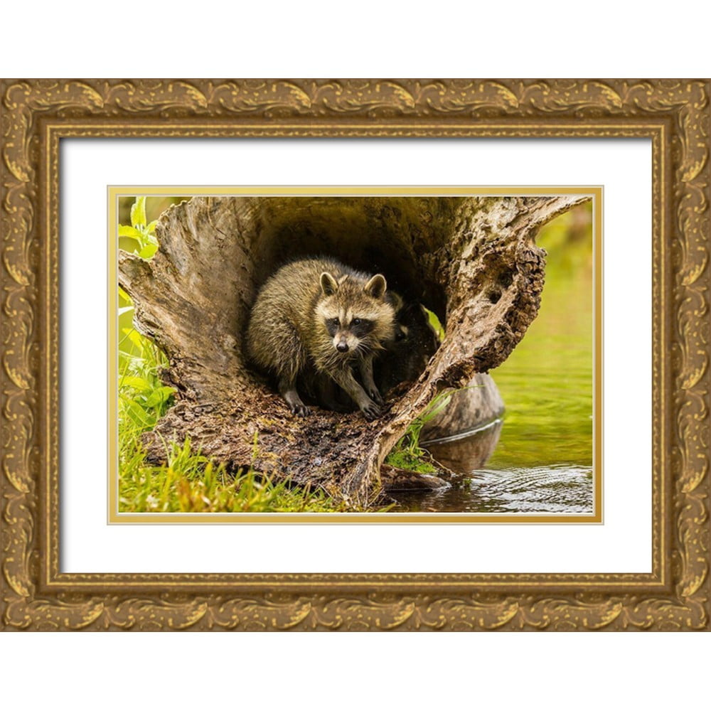 Jaynes Gallery 18x13 Gold Ornate Wood Framed with Double Matting Museum ...