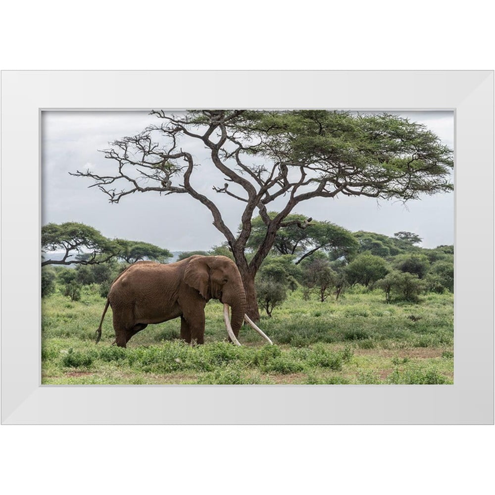 Jaynes Gallery 18x13 White Modern Wood Framed Museum Art Print Titled ...