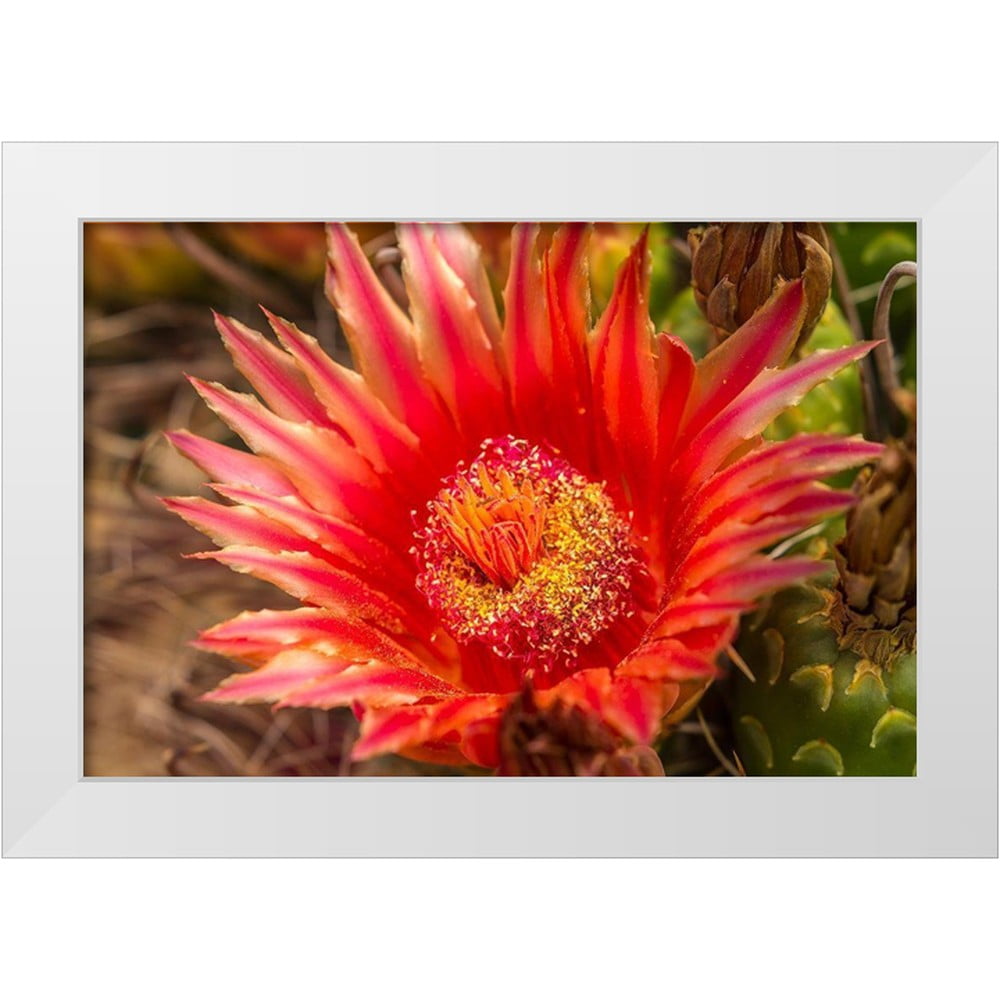 Jaynes Gallery 18x13 White Modern Wood Framed Museum Art Print Titled ...