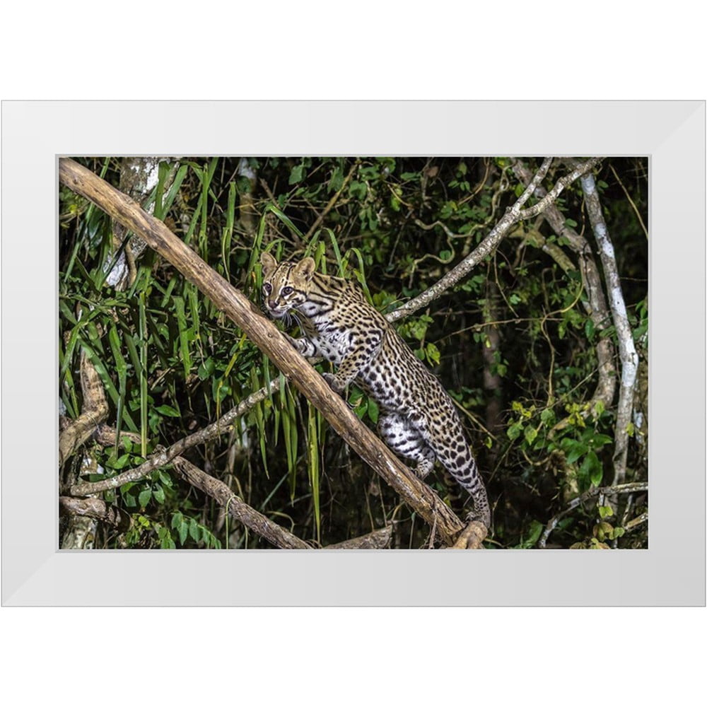Jaynes Gallery 18x13 White Modern Wood Framed Museum Art Print Titled ...