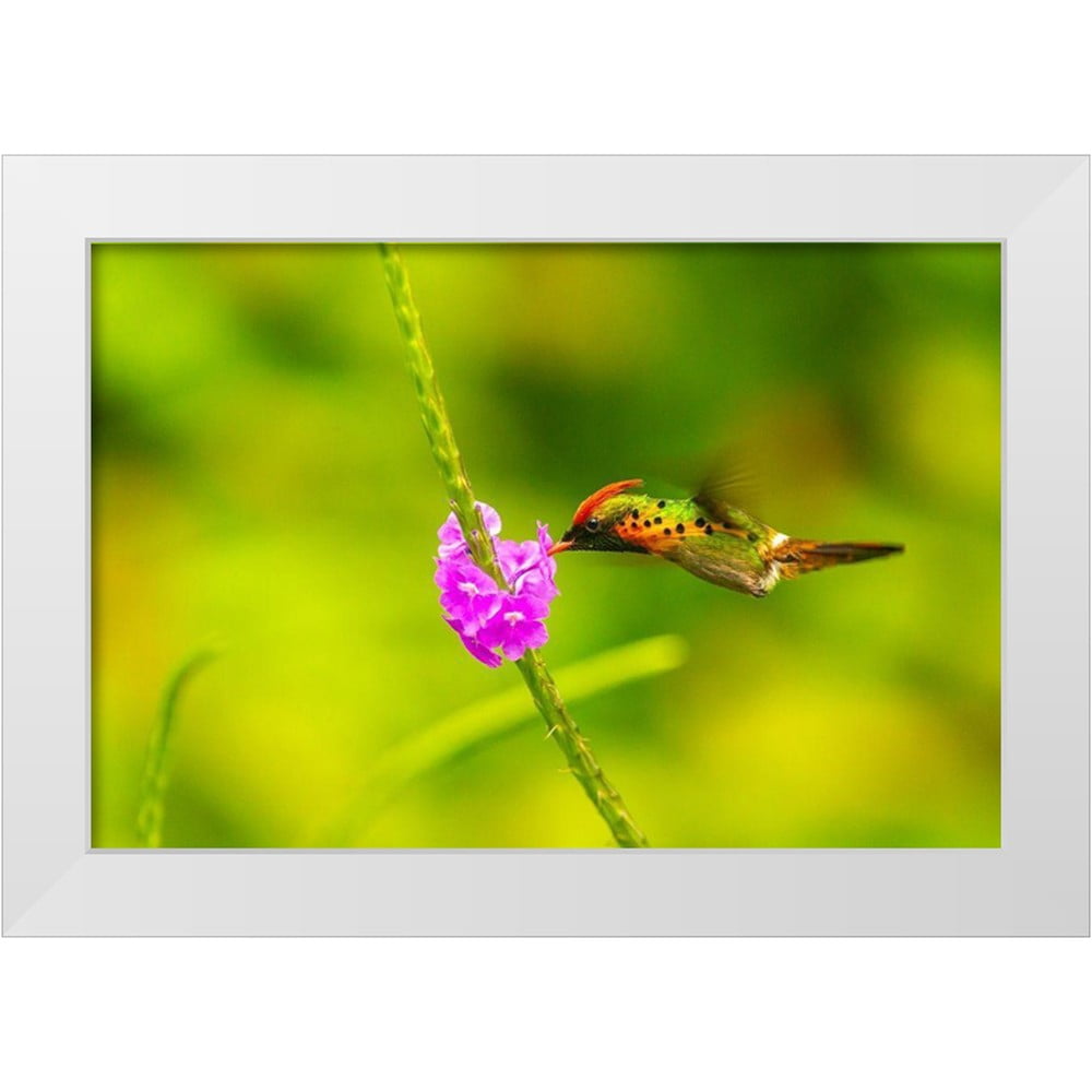 Jaynes Gallery 18x13 White Modern Wood Framed Museum Art Print Titled ...