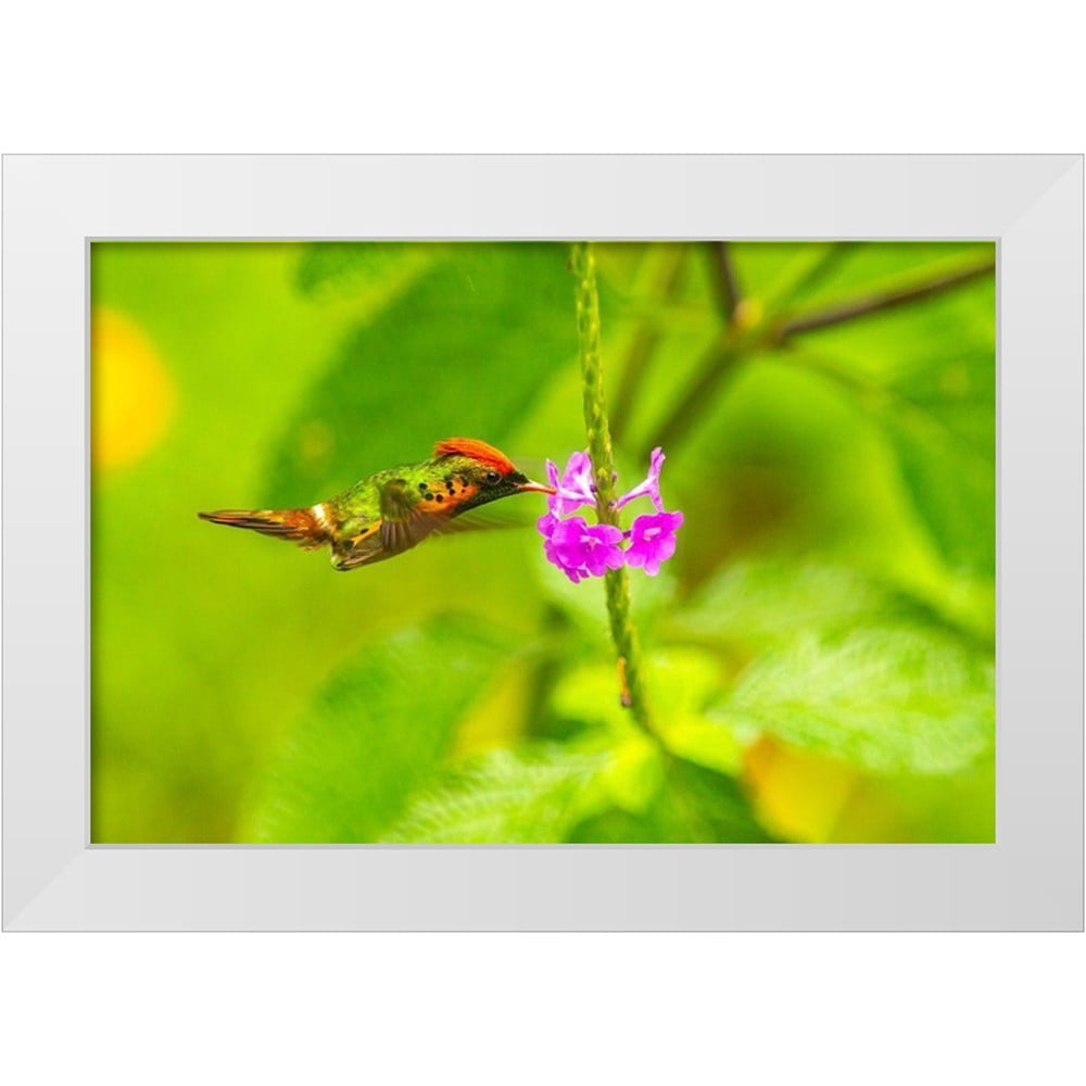 Jaynes Gallery 18x13 White Modern Wood Framed Museum Art Print Titled ...