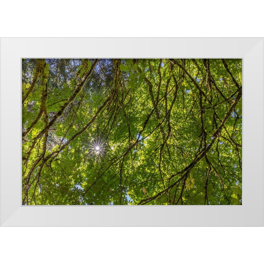 Jaynes Gallery 18x13 White Modern Wood Framed Museum Art Print Titled - USA-Washington State ...