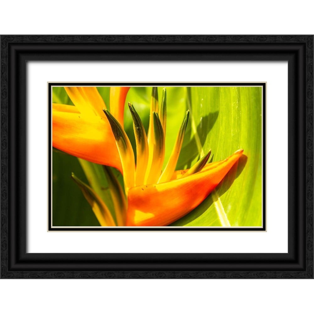 Jaynes Gallery 24x17 Black Ornate Wood Framed with Double Matting Museum Art Print Titled ...