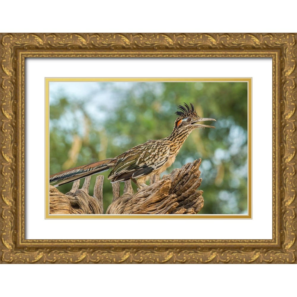 Jaynes Gallery 24x17 Gold Ornate Wood Framed with Double Matting Museum ...