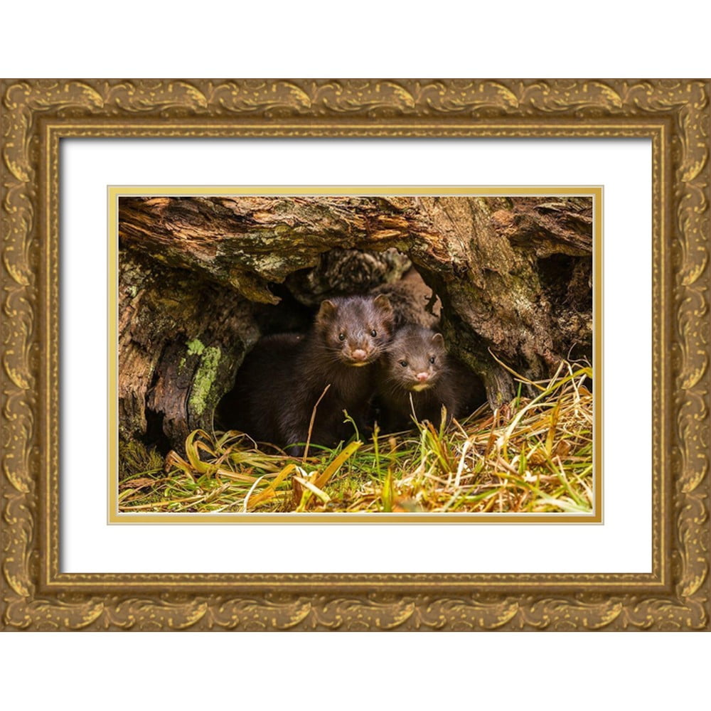 Jaynes Gallery 24x17 Gold Ornate Wood Framed with Double Matting Museum ...