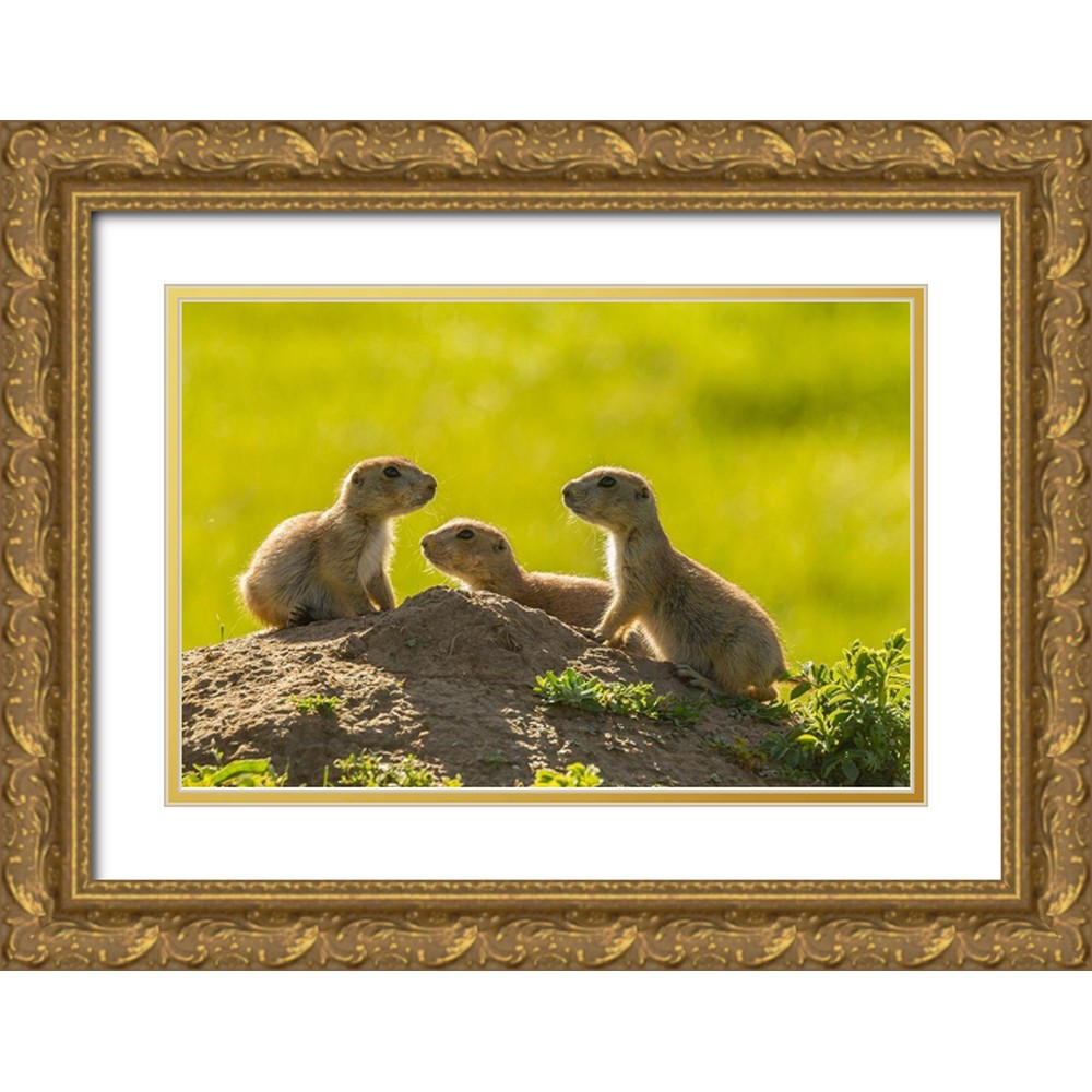 Jaynes Gallery 24x17 Gold Ornate Wood Framed with Double Matting Museum ...