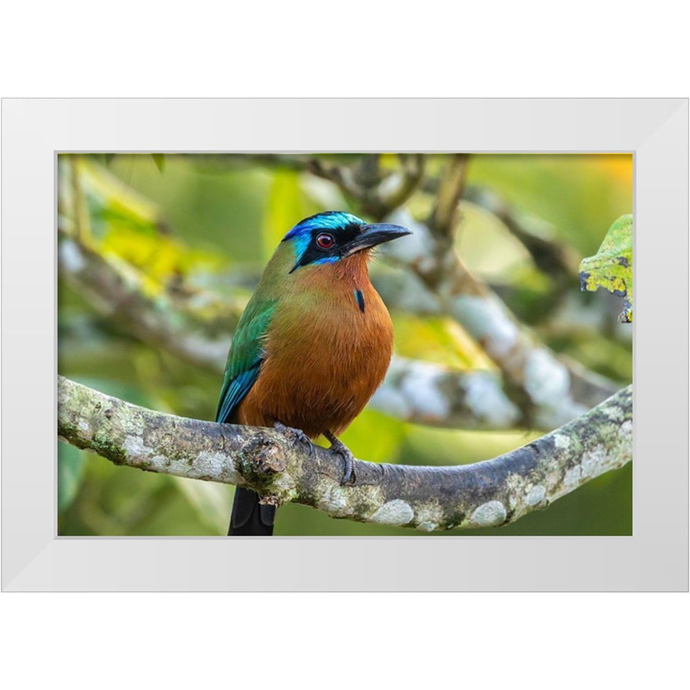 Jaynes Gallery 24x17 White Modern Wood Framed Museum Art Print Titled - Caribbean-Tobago Motmot ...