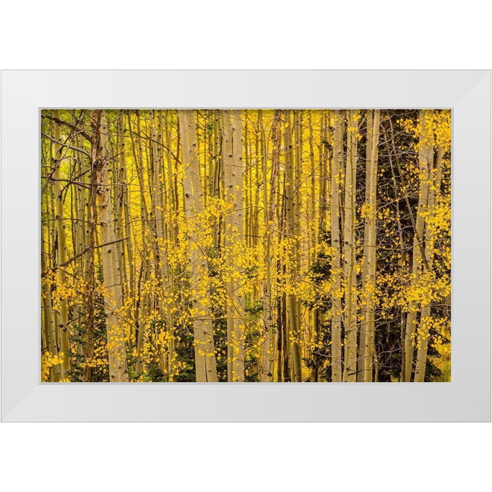 Jaynes Gallery 24x17 White Modern Wood Framed Museum Art Print Titled ...