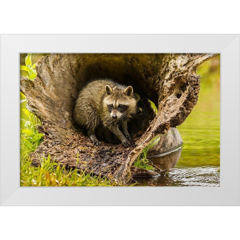 Jaynes Gallery 24x17 White Modern Wood Framed Museum Art Print Titled ...