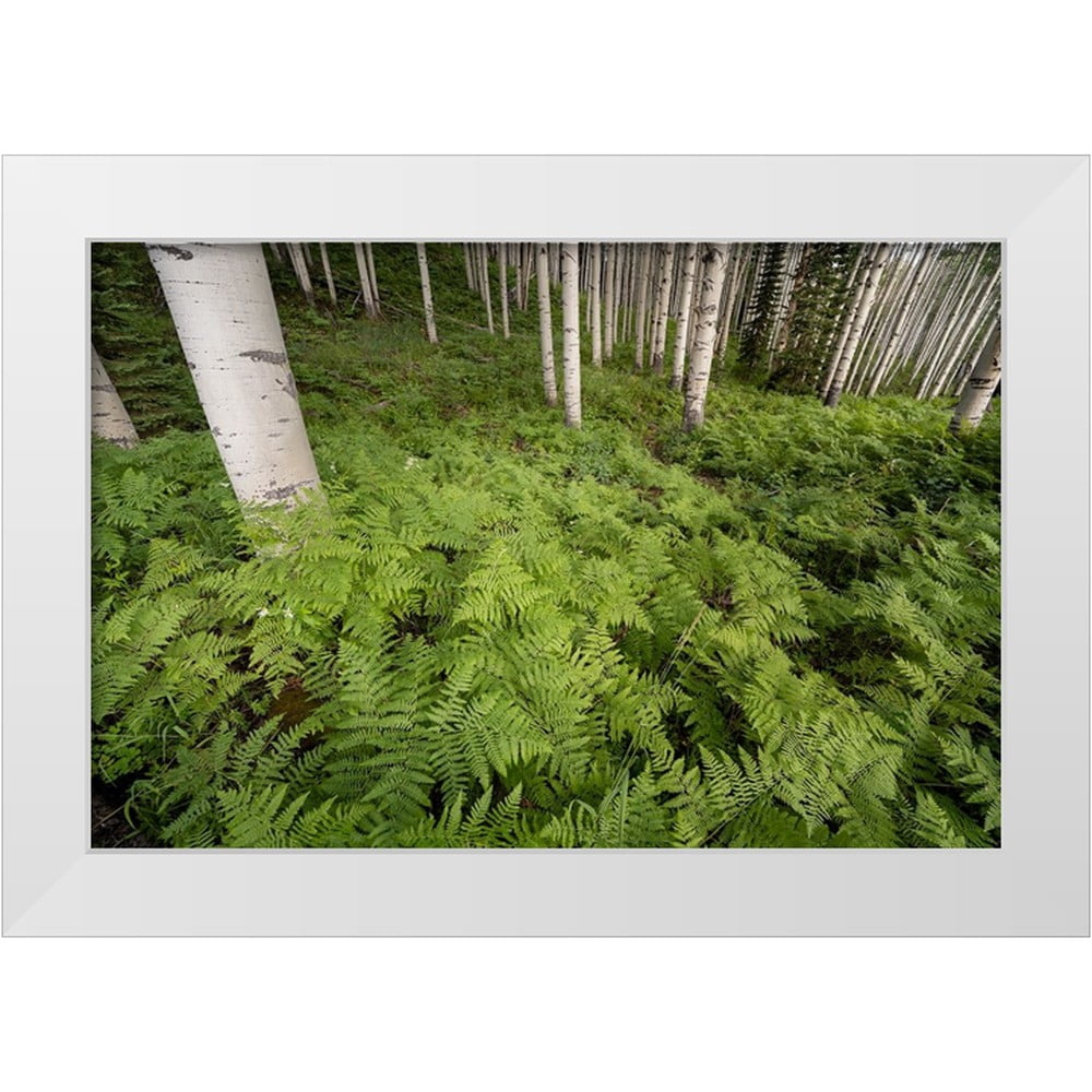 Jaynes Gallery 24x17 White Modern Wood Framed Museum Art Print Titled ...