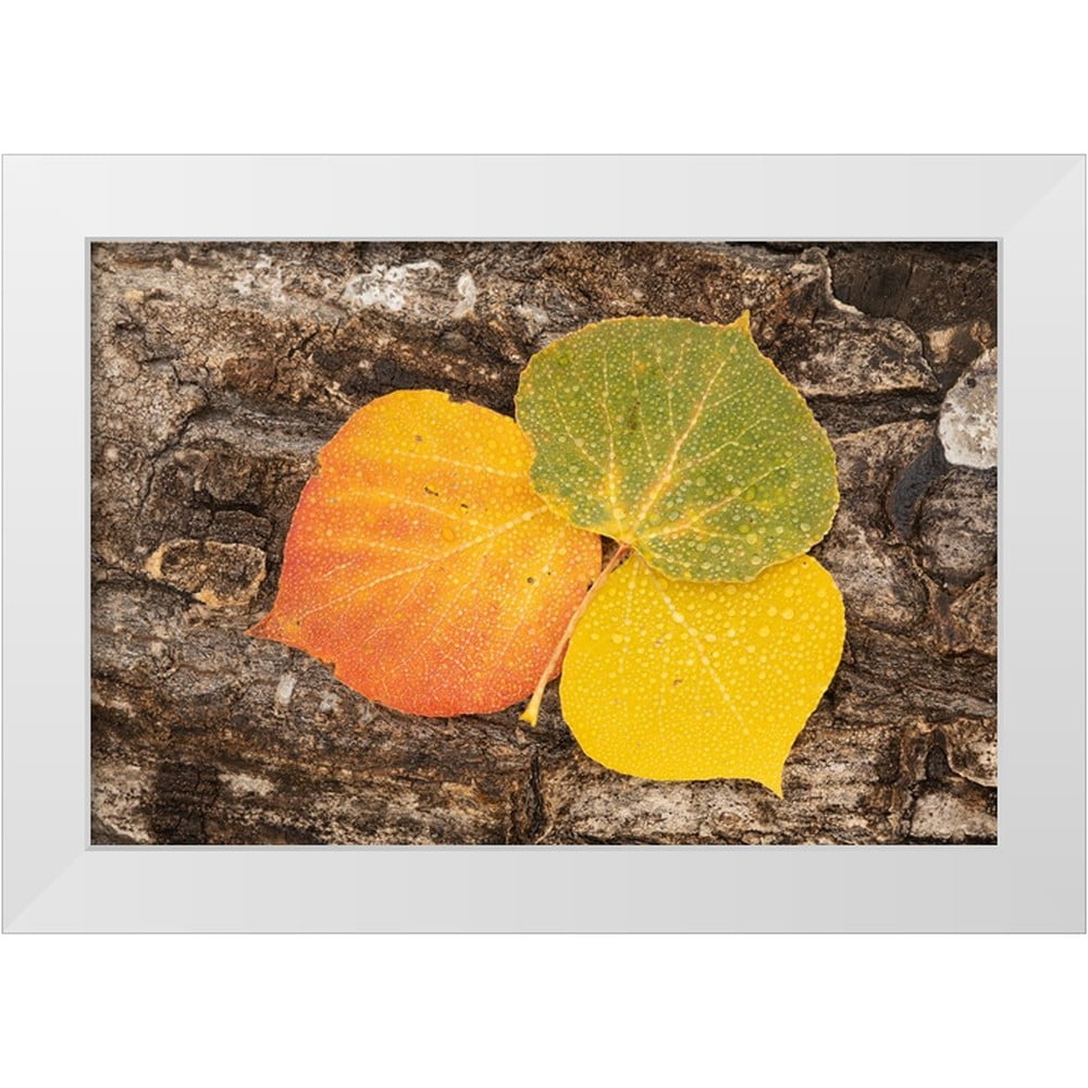 Jaynes Gallery 24x17 White Modern Wood Framed Museum Art Print Titled ...