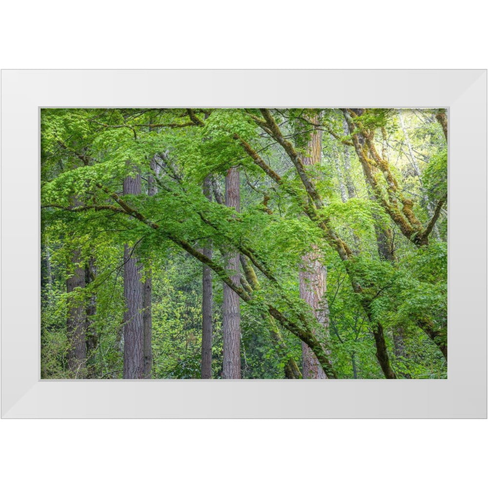 Jaynes Gallery 24x17 White Modern Wood Framed Museum Art Print Titled ...