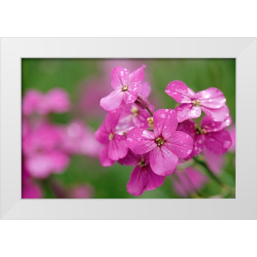 Jaynes Gallery 32x22 White Modern Wood Framed Museum Art Print Titled - Canada-Prince Edward ...