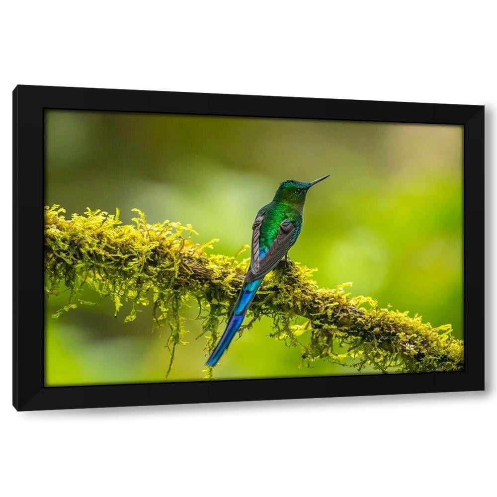 Jaynes Gallery 32x23 Black Modern Wood Framed Wall Art Titled - Ecuador ...