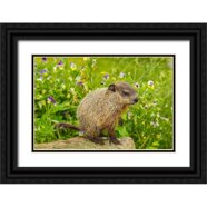 Jaynes Gallery 17x24 White Modern Wood Framed Museum Art Print Titled ...