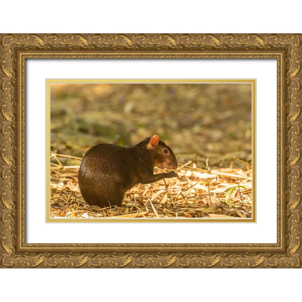 Jaynes Gallery 32x23 Gold Ornate Wood Framed with Double Matting Museum ...