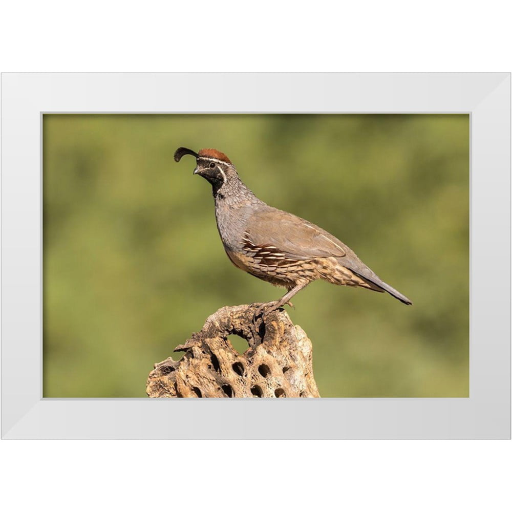 Jaynes Gallery 32x23 White Modern Wood Framed Museum Art Print Titled ...