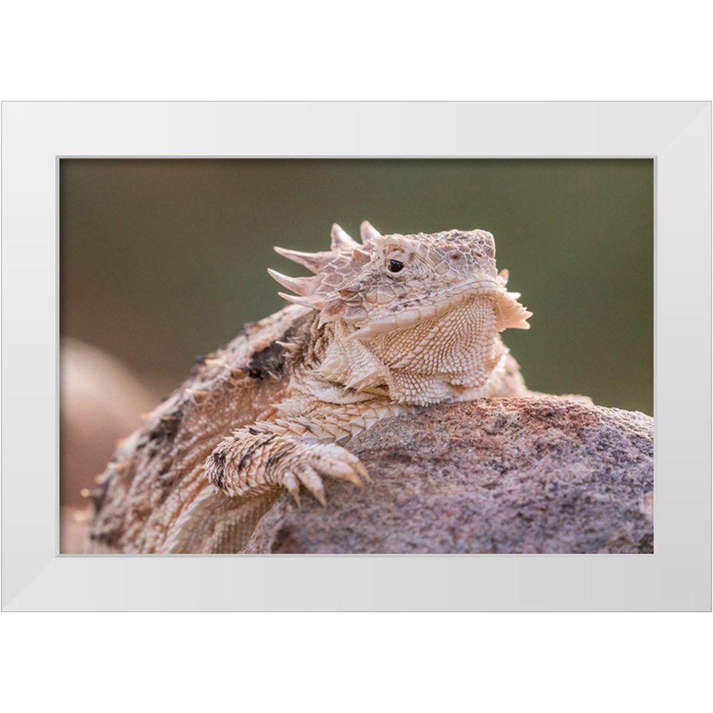Jaynes Gallery 32x23 White Modern Wood Framed Museum Art Print Titled ...