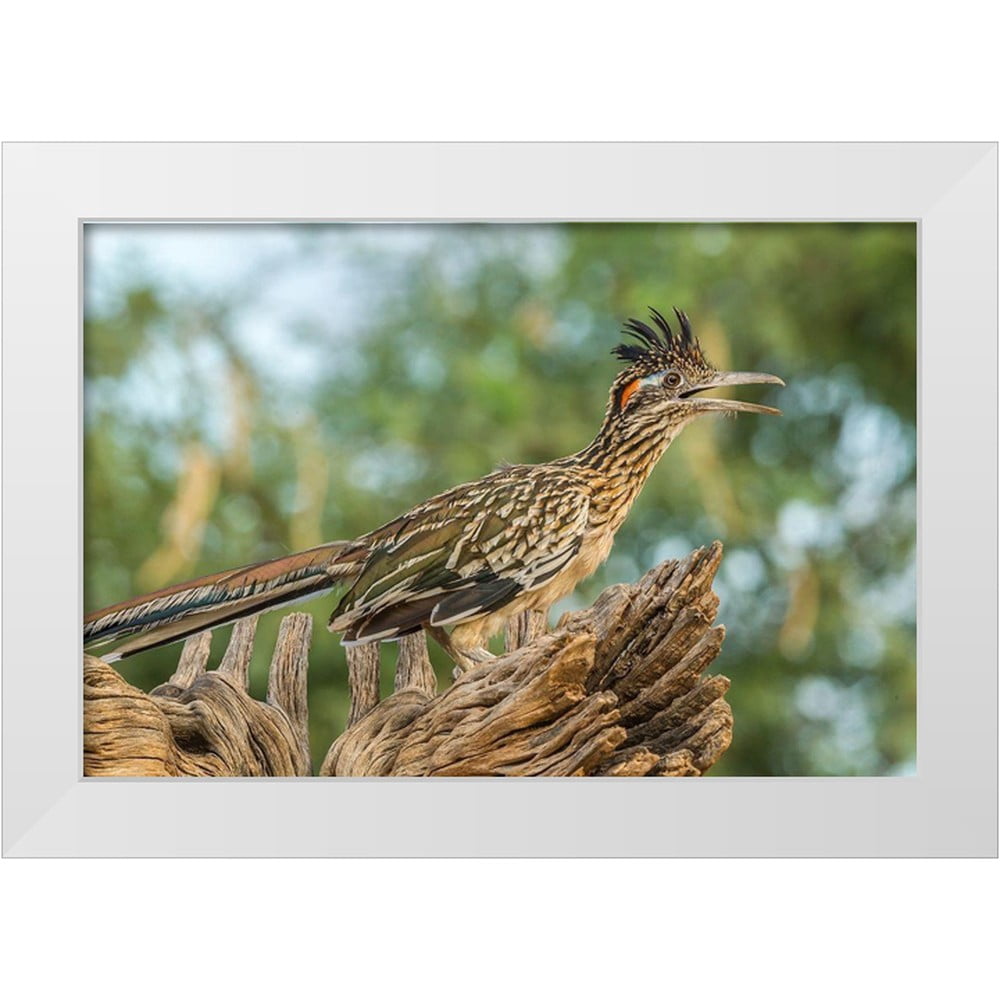 Jaynes Gallery 32x23 White Modern Wood Framed Museum Art Print Titled ...