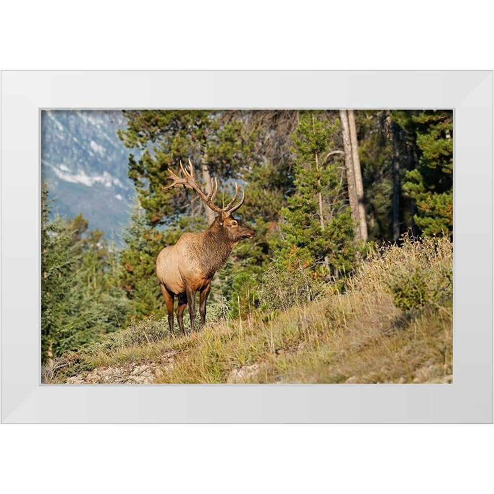 Jaynes Gallery 32x23 White Modern Wood Framed Museum Art Print Titled ...
