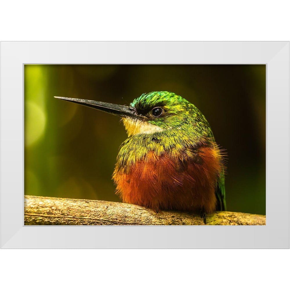 Jaynes Gallery 32x23 White Modern Wood Framed Museum Art Print Titled - Caribbean-Tobago Rufous ...