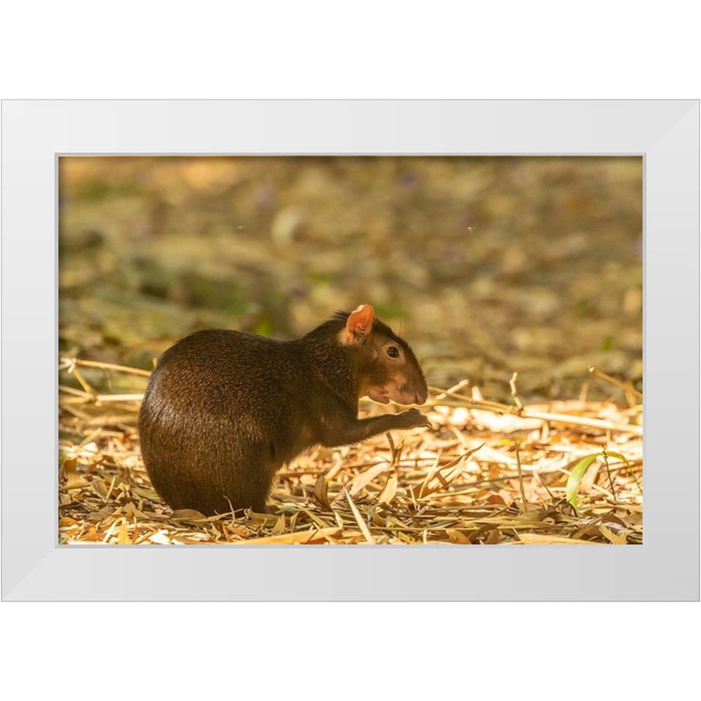 Jaynes Gallery 32x23 White Modern Wood Framed Museum Art Print Titled - Caribbean-Trinidad-Asa ...