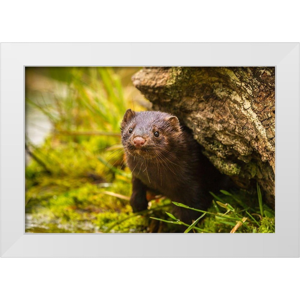 Jaynes Gallery 32x23 White Modern Wood Framed Museum Art Print Titled ...