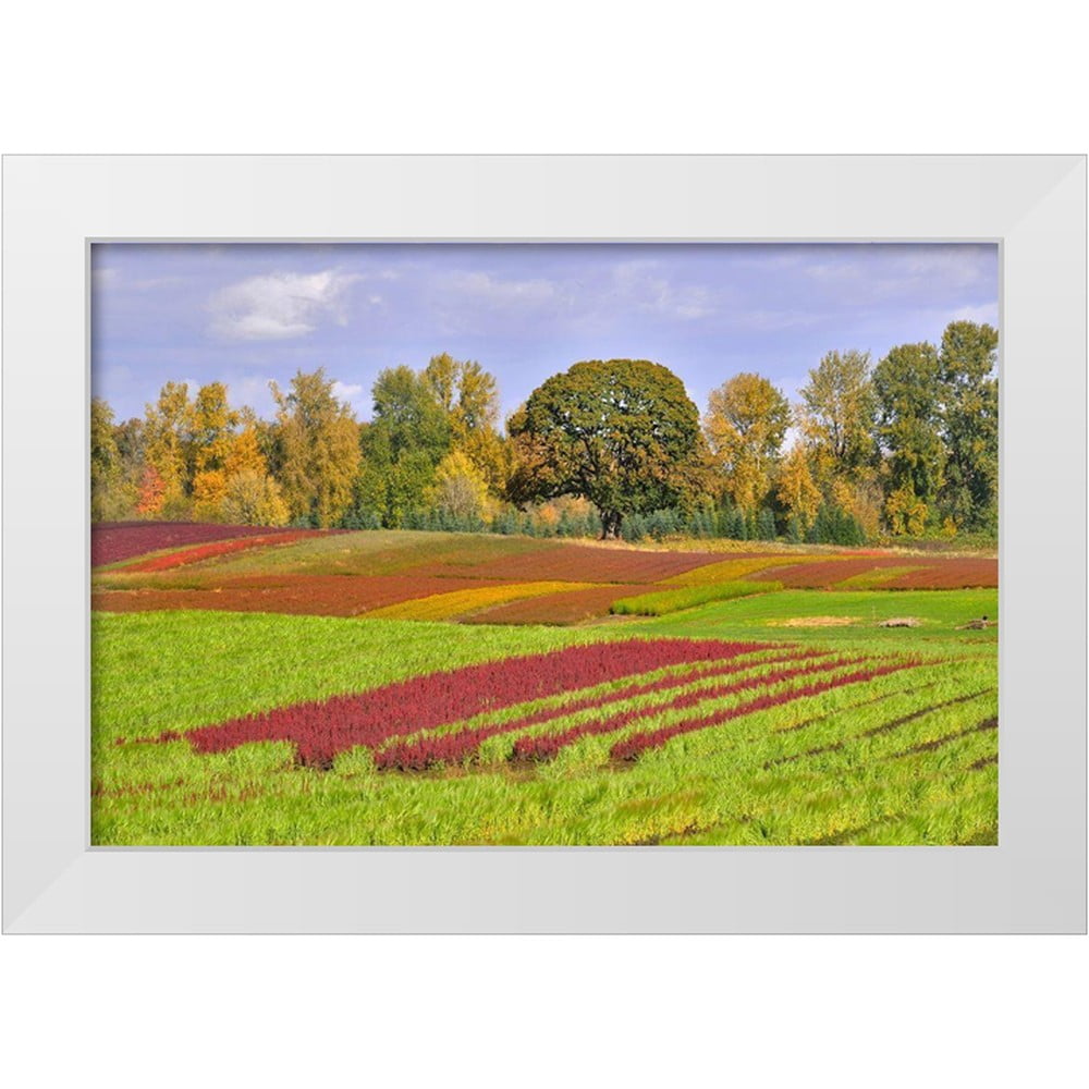 Jaynes Gallery 32x23 White Modern Wood Framed Museum Art Print Titled ...