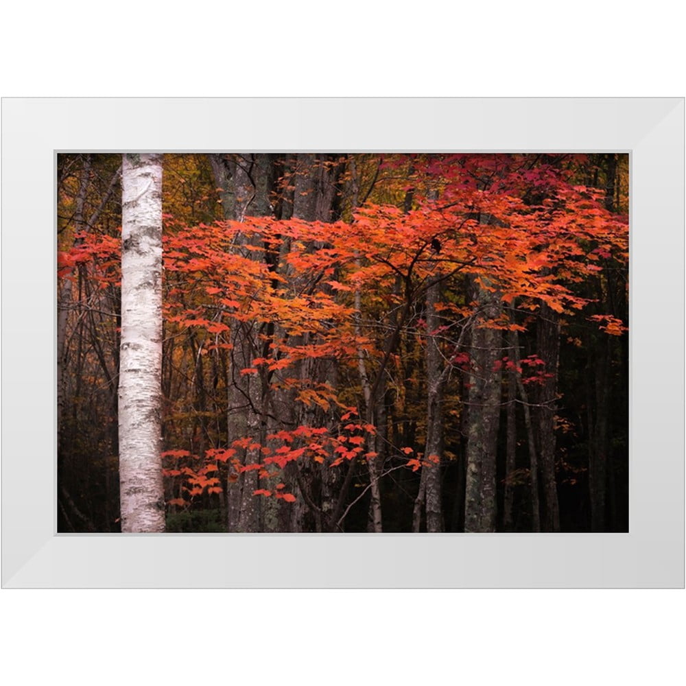 Jaynes Gallery 32x23 White Modern Wood Framed Museum Art Print Titled ...