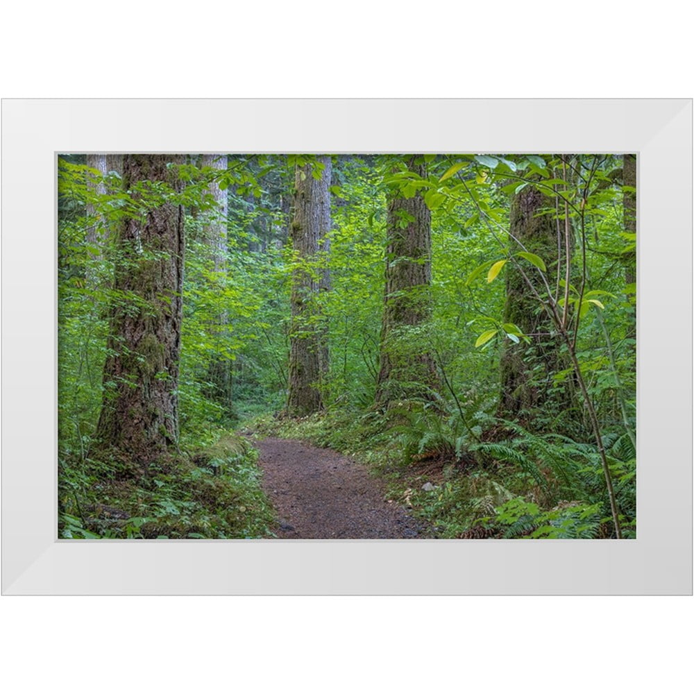 Jaynes Gallery 32x23 White Modern Wood Framed Museum Art Print Titled ...