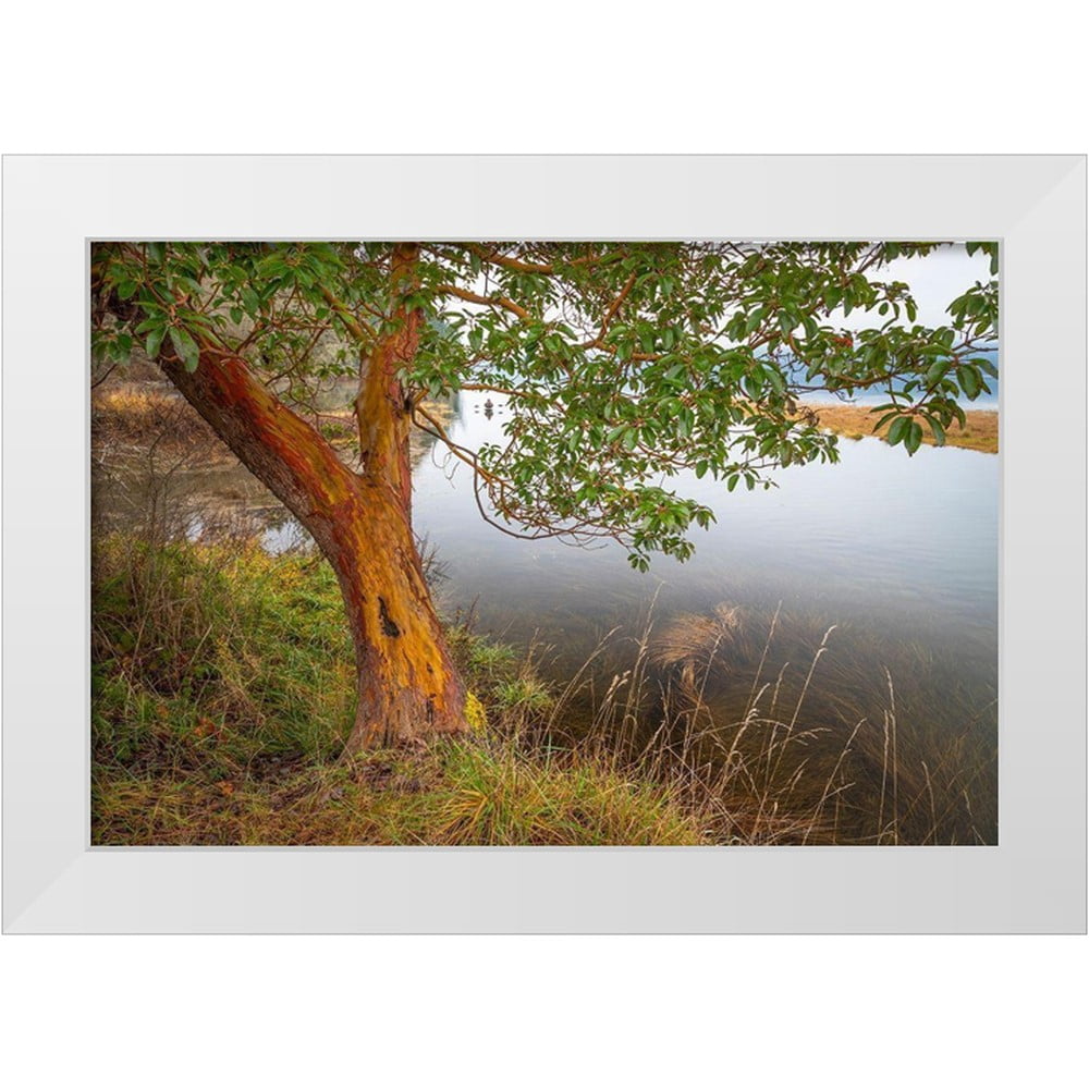 Jaynes Gallery 32x23 White Modern Wood Framed Museum Art Print Titled ...