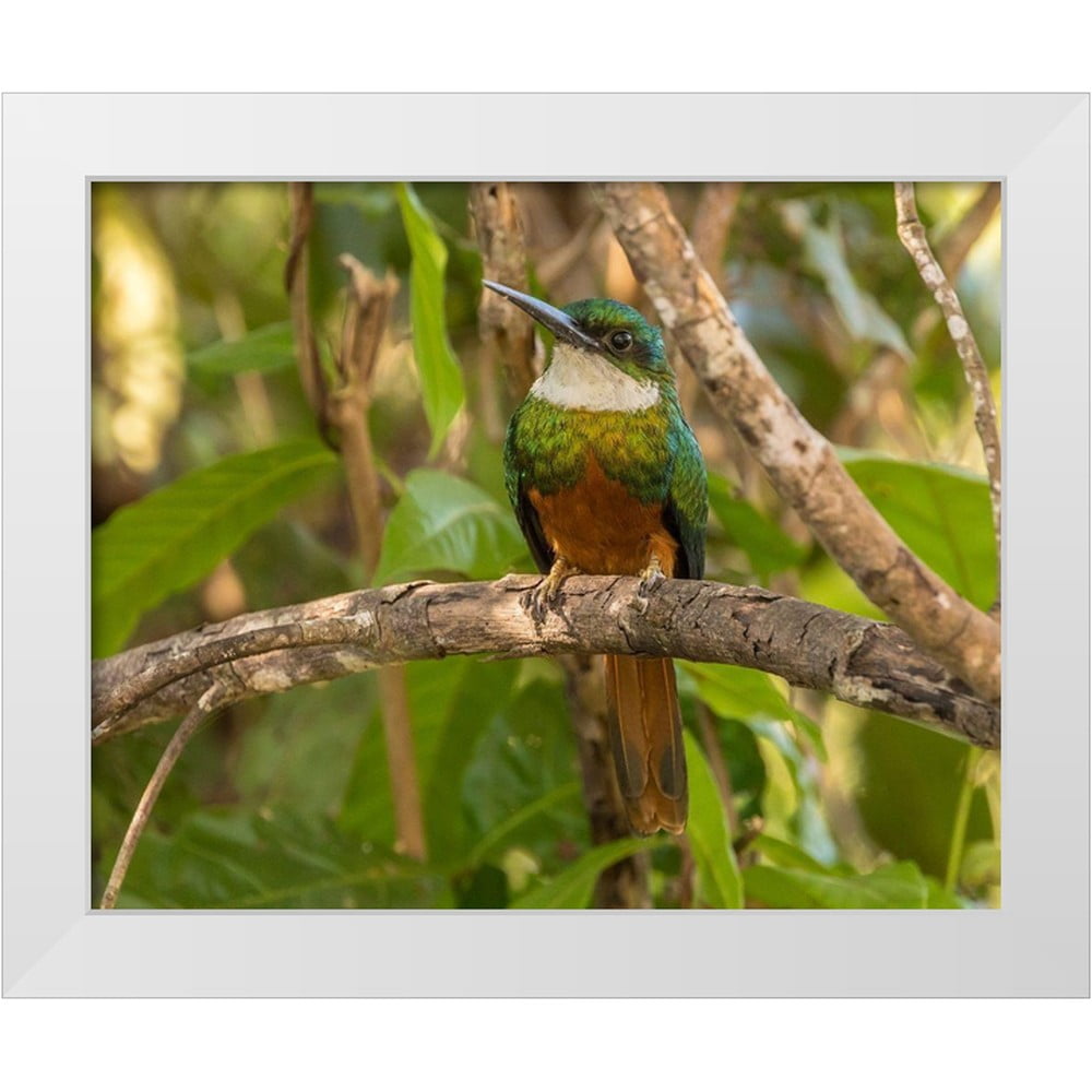 Jaynes Gallery 32x26 White Modern Wood Framed Museum Art Print Titled - Brazil-Pantanal Rufous ...