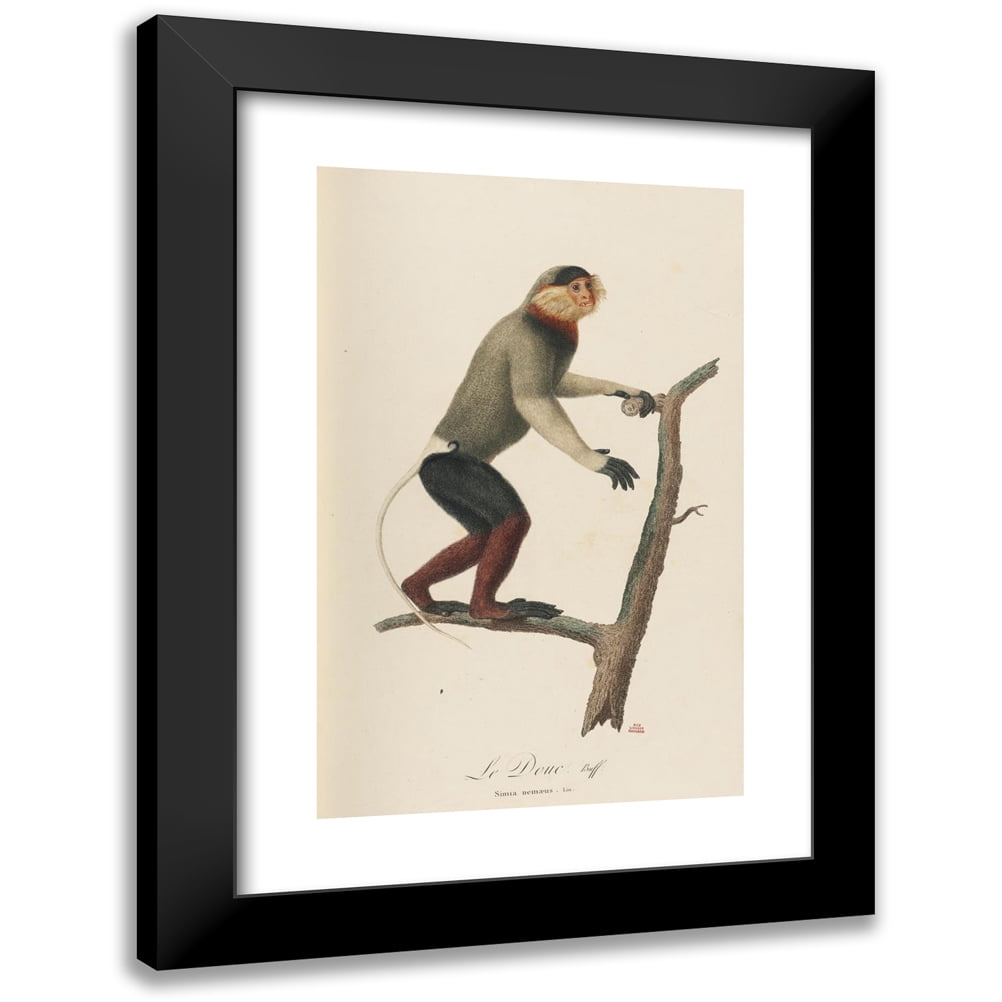 Jean-Baptiste Audebert 11x14 Black Modern Framed Museum Art Print ...