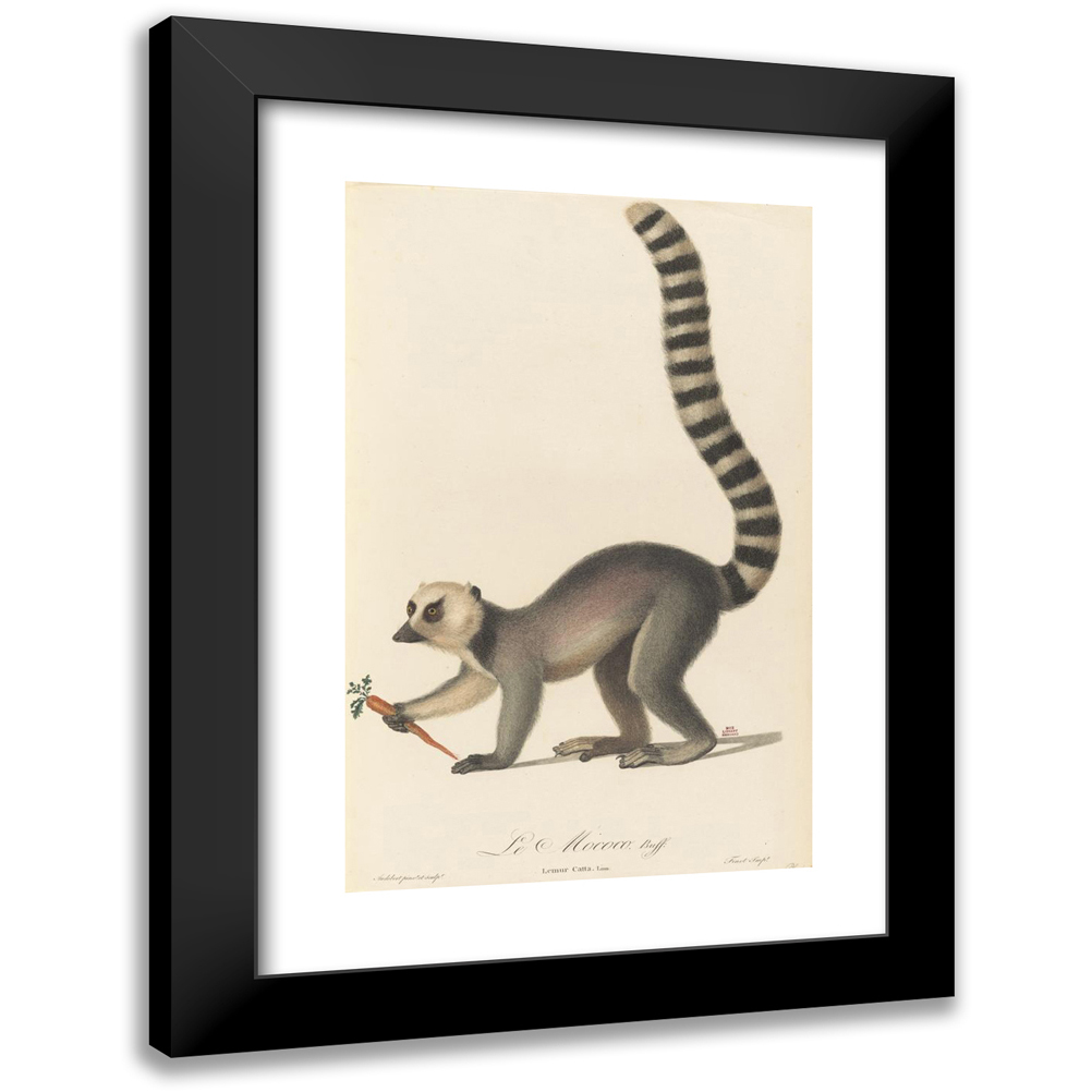 Jean-Baptiste Audebert 11x14 Black Modern Framed Museum Art Print ...