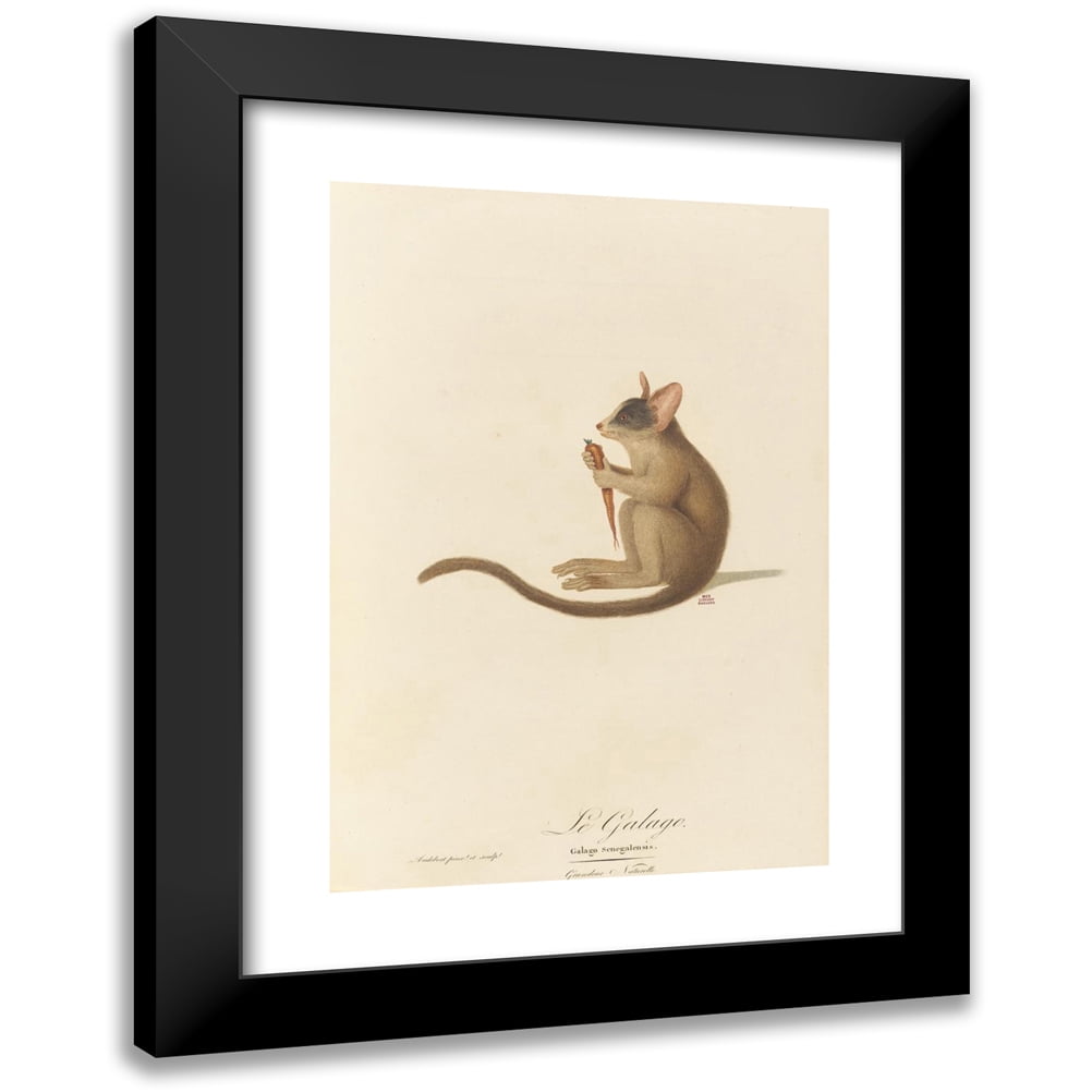 Jean-Baptiste Audebert 11x14 Black Modern Framed Museum Art Print ...