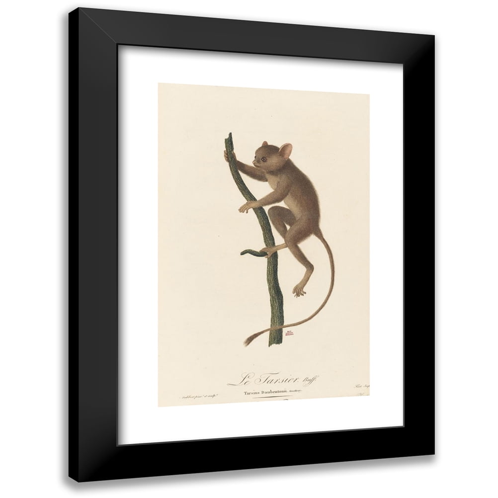 Jean-Baptiste Audebert 17x24 Black Modern Framed Museum Art Print ...