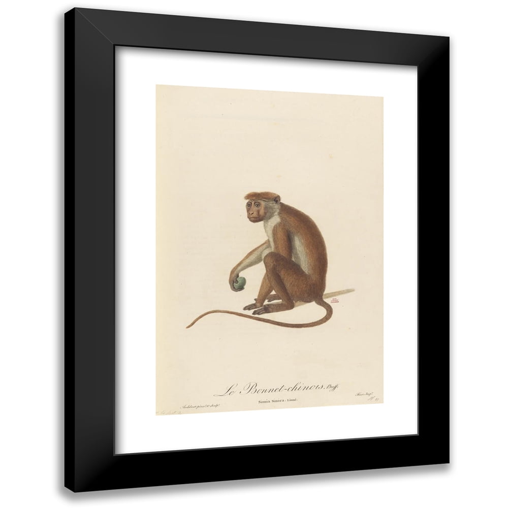 Jean-Baptiste Audebert 17x24 Black Modern Framed Museum Art Print ...