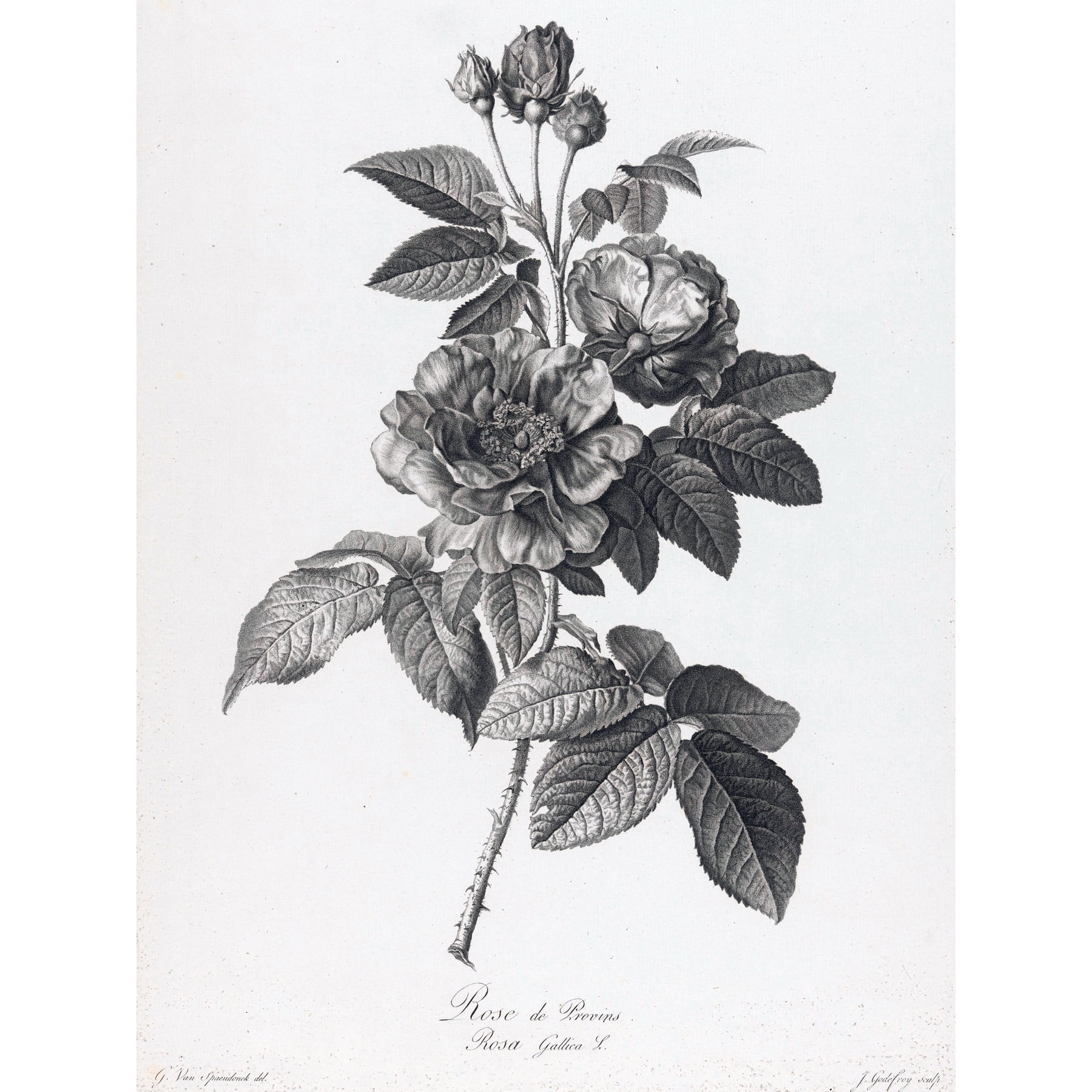 Jean Godefroy French Rose Flower Drawing Extra Large XL Wall Art Poster ...