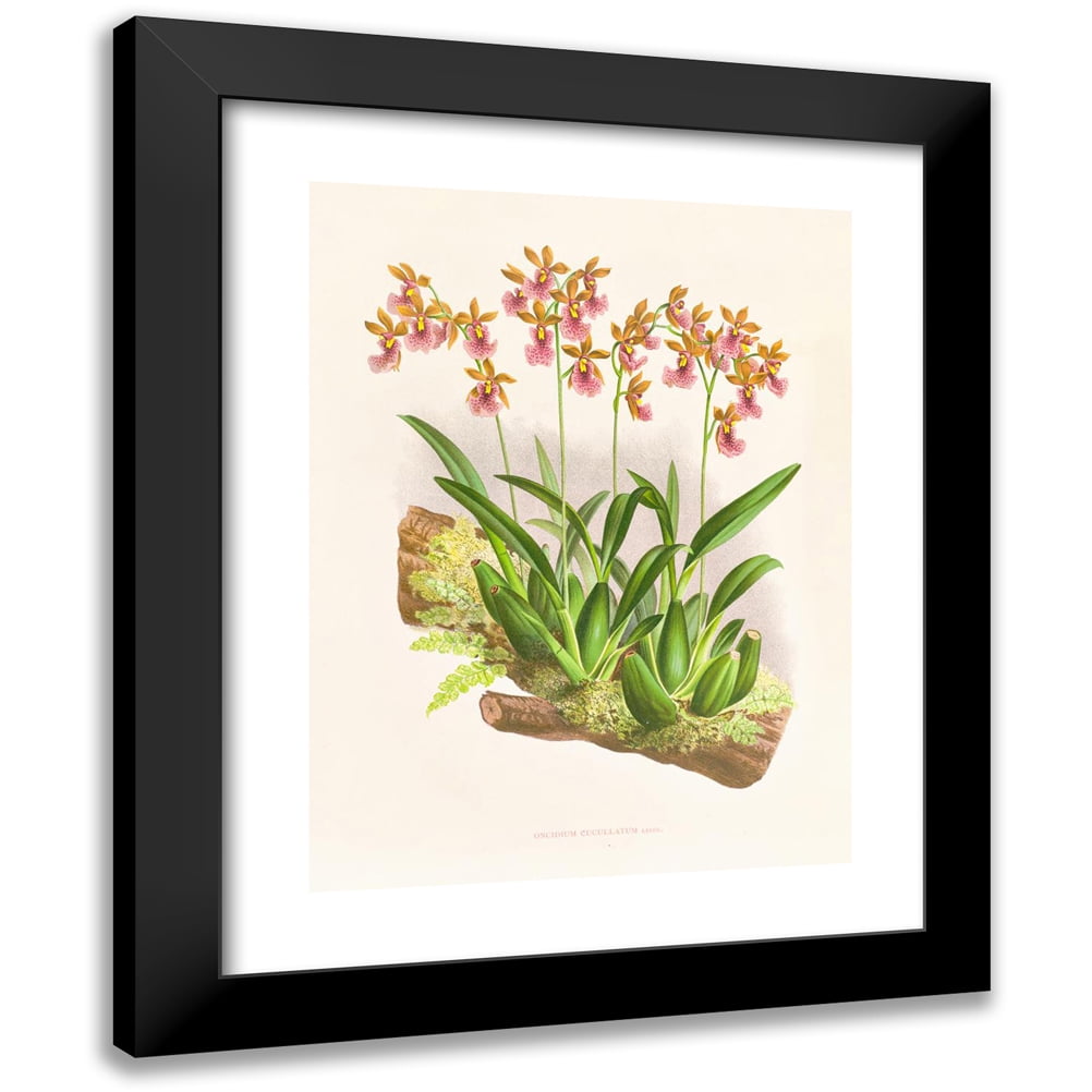 Jean Jules Linden 12x14 Black Modern Framed Museum Art Print Titled ...