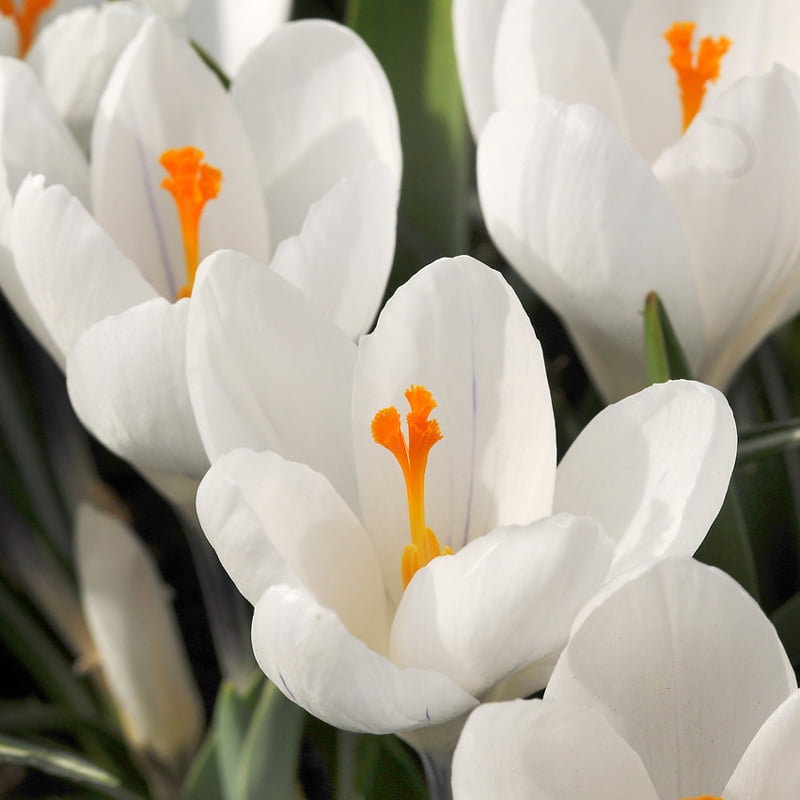 Jeanne d' Arc Giant Crocus Flower Bulbs - 10 Bulbs per Pack ...