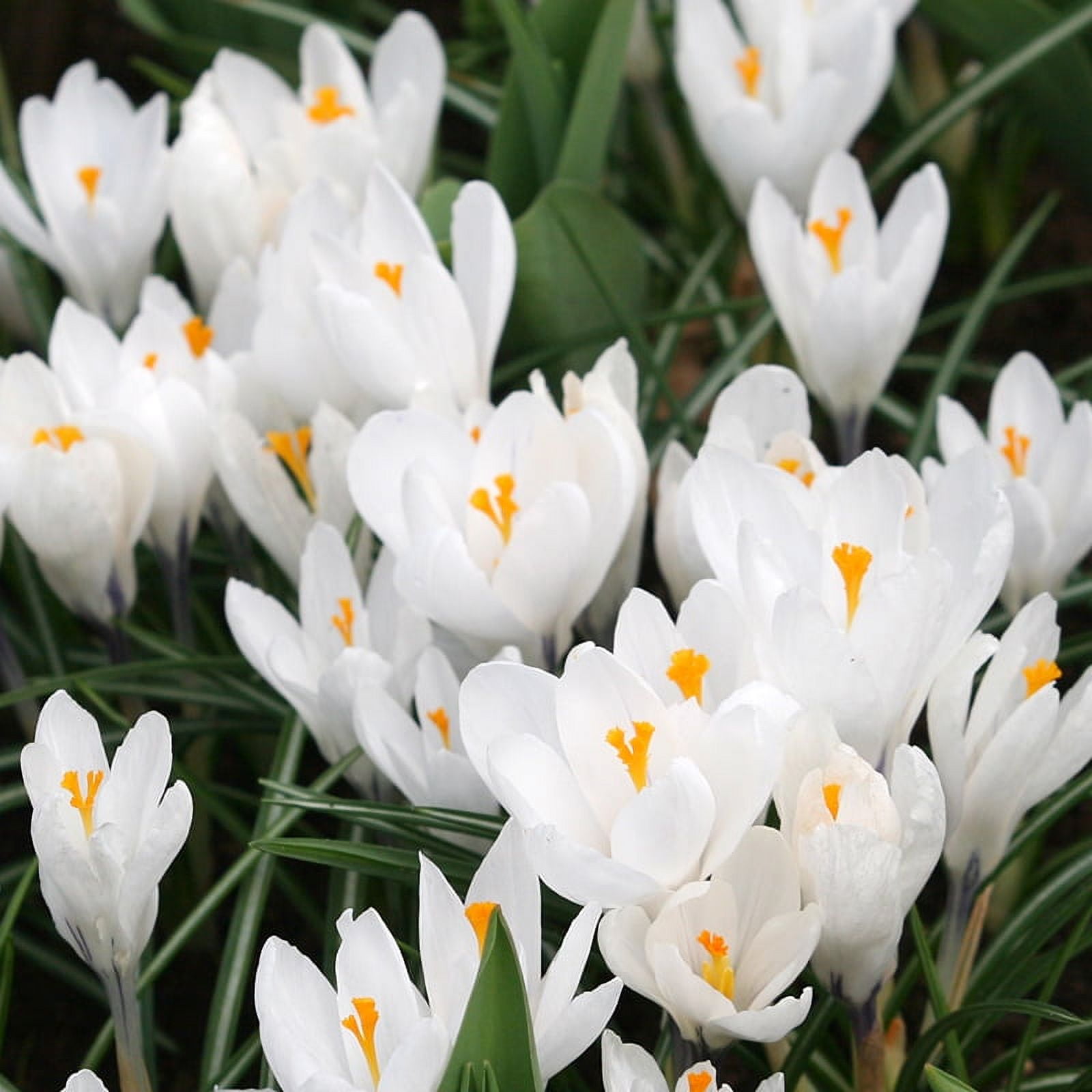 Jeanne d' Arc Giant Crocus Flower Bulbs - 25 Bulbs per Pack - Deer ...