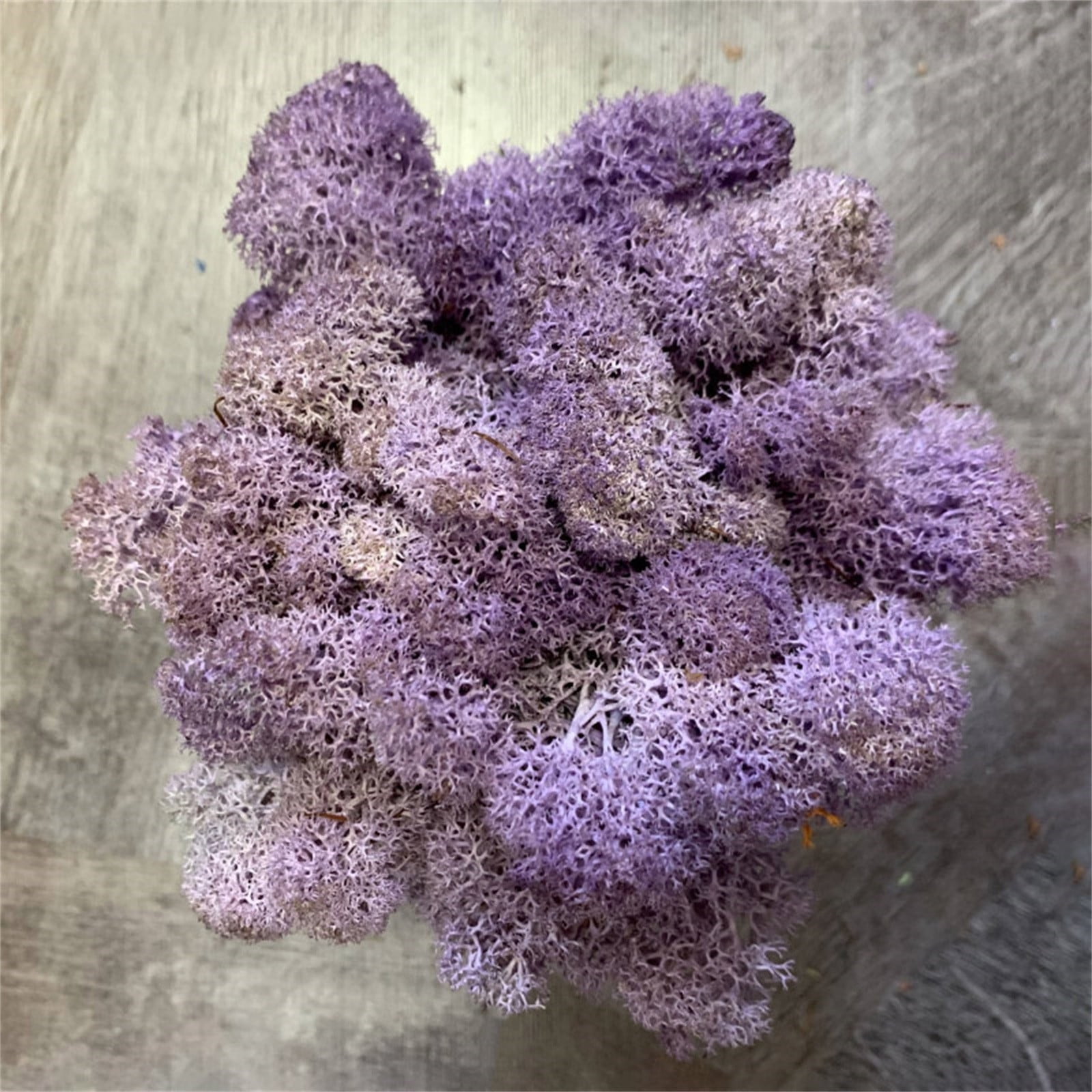 JeashCHAT Artificial Green Moss for Fairy Gardens, Terrariums, Any ...