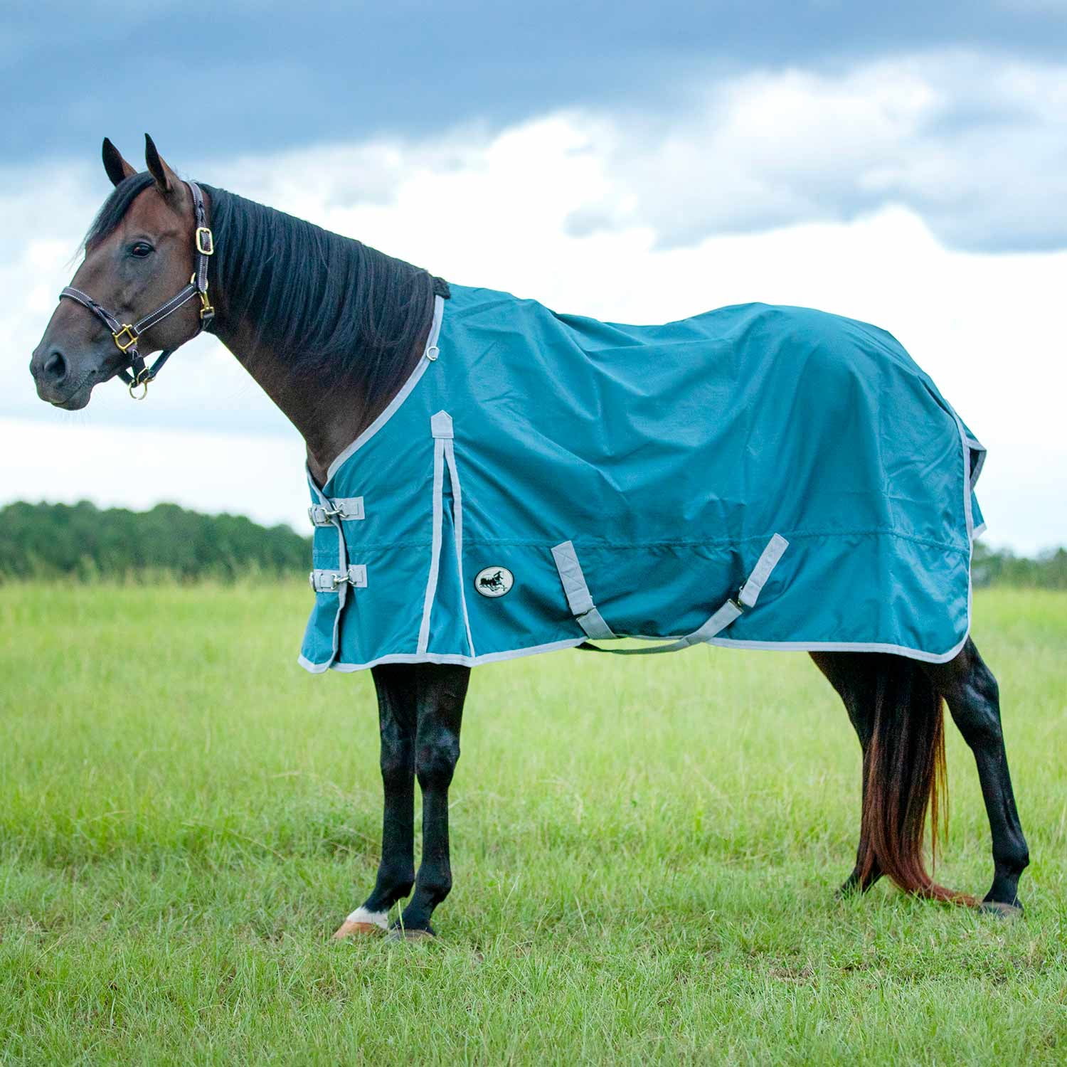 Jeffers Economy 600 Denier Standard Neck Horse Sheet 0 Gram Polyfill ...